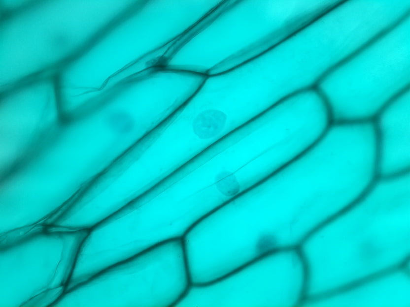 OpenFlexure – IO Rodeo